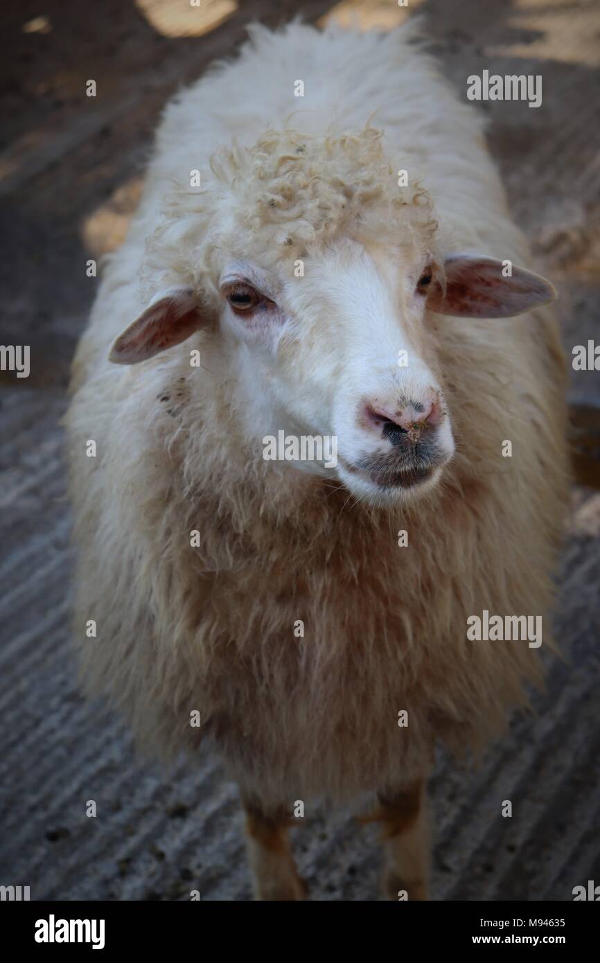 A sheep in Rabat Zoo, Morocco looks straight at the camera Stock Photo ...