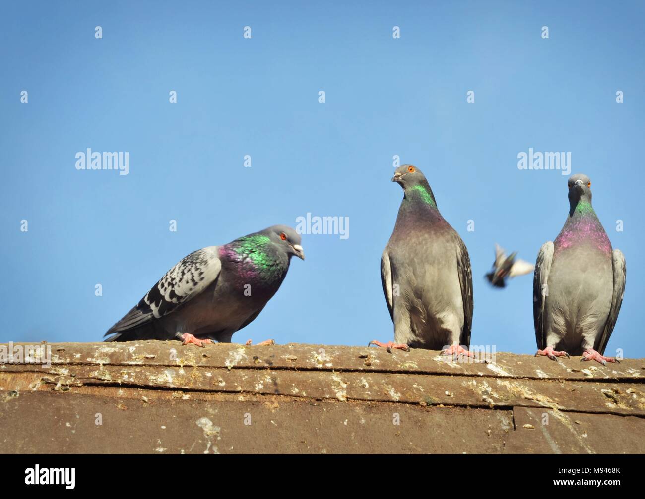 Three pigeons on the rooftop Stock Photo - Alamy