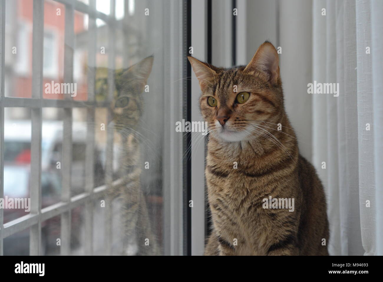 Cat looking out of a window Stock Photo - Alamy