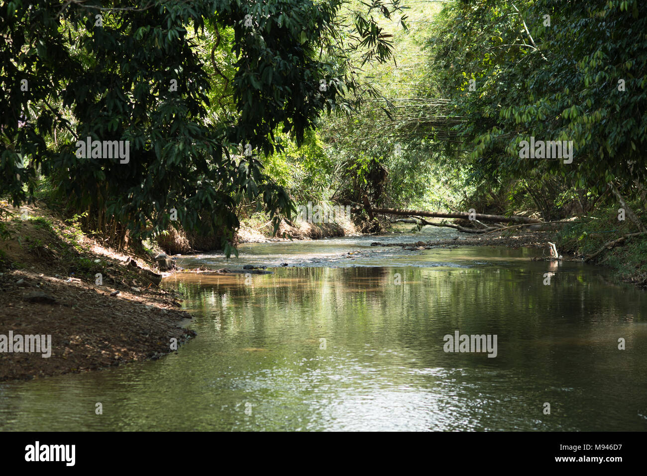 clean river stream in a jungle located in sungai yu, pahang, malaysia ...