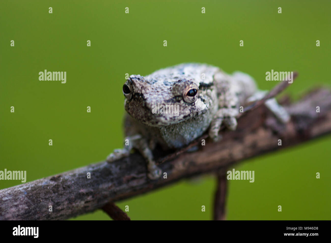 American wood frog hi-res stock photography and images - Alamy