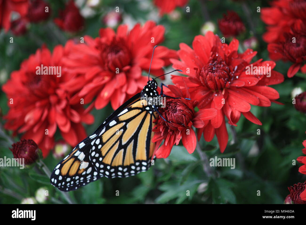 American Monarch butterfly on a red flower with dew drops Stock Photo ...