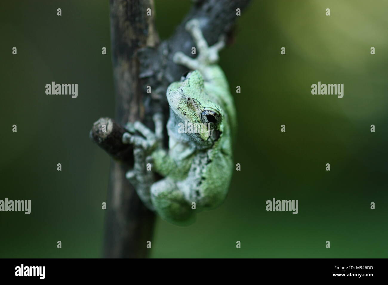 green American tree frog on a branch Stock Photo - Alamy