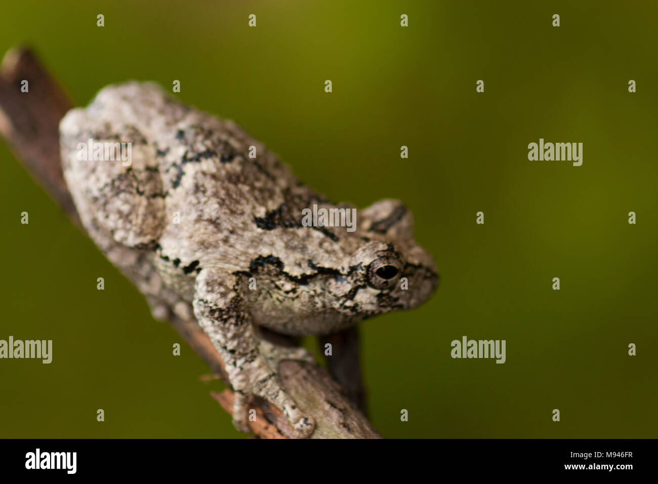 Gray American tree frog on a wood branch Stock Photo - Alamy