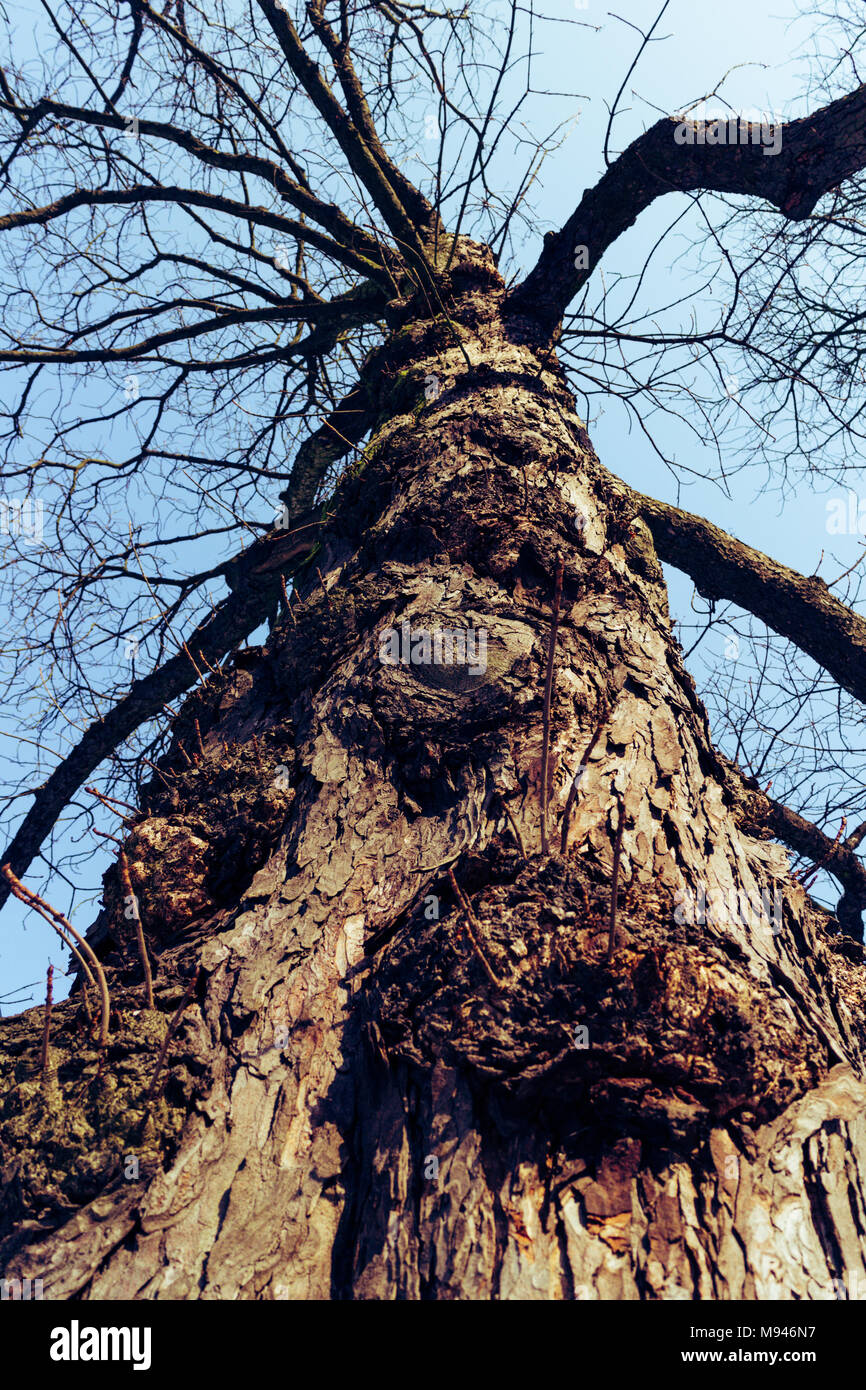 Spooky Tree Bark Stock Photos & Spooky Tree Bark Stock Images - Alamy
