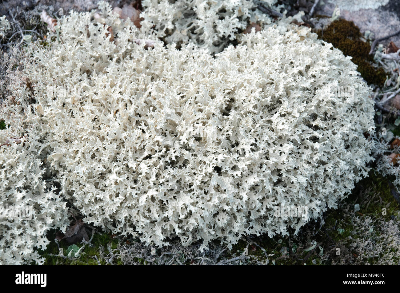 Thickets of moss of yagel (Cladonia rangiferina) close-up Stock Photo ...