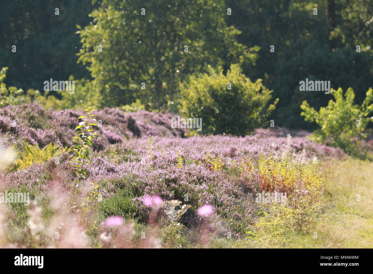 Heather flora landscape hi-res stock photography and images - Alamy