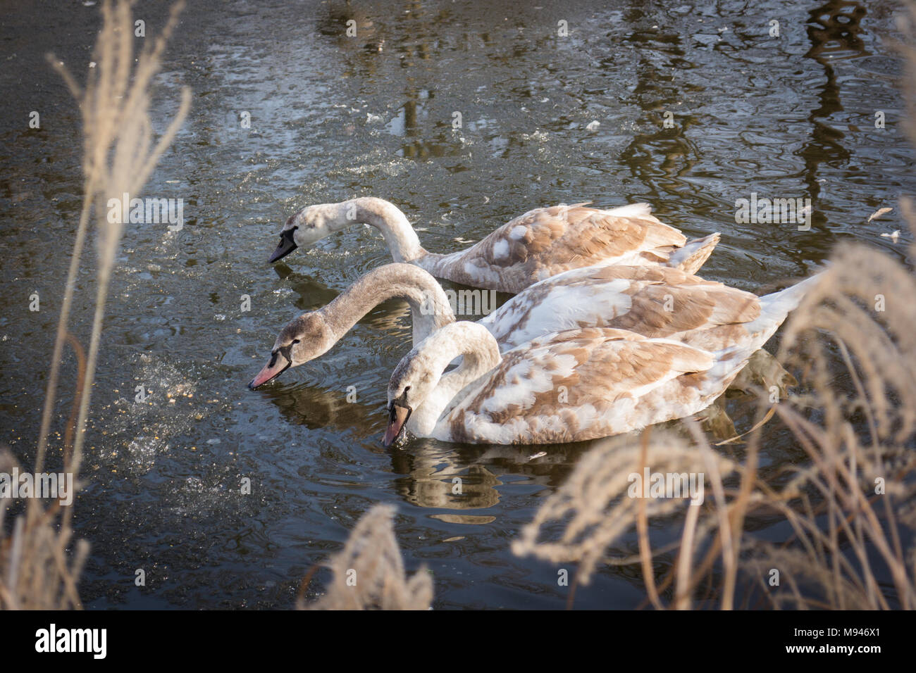 Three young swans hi-res stock photography and images - Alamy