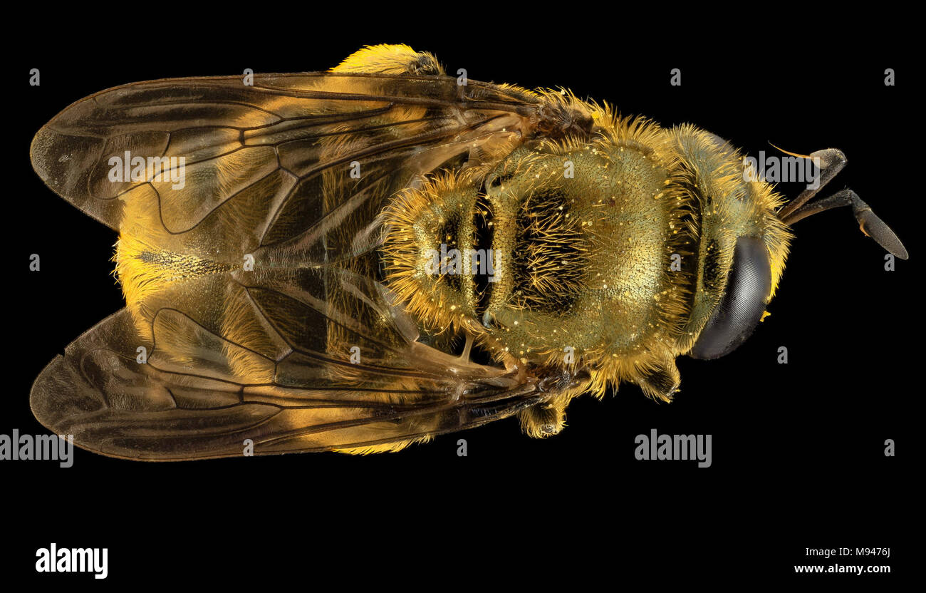 Golden back fly hi-res stock photography and images - Alamy