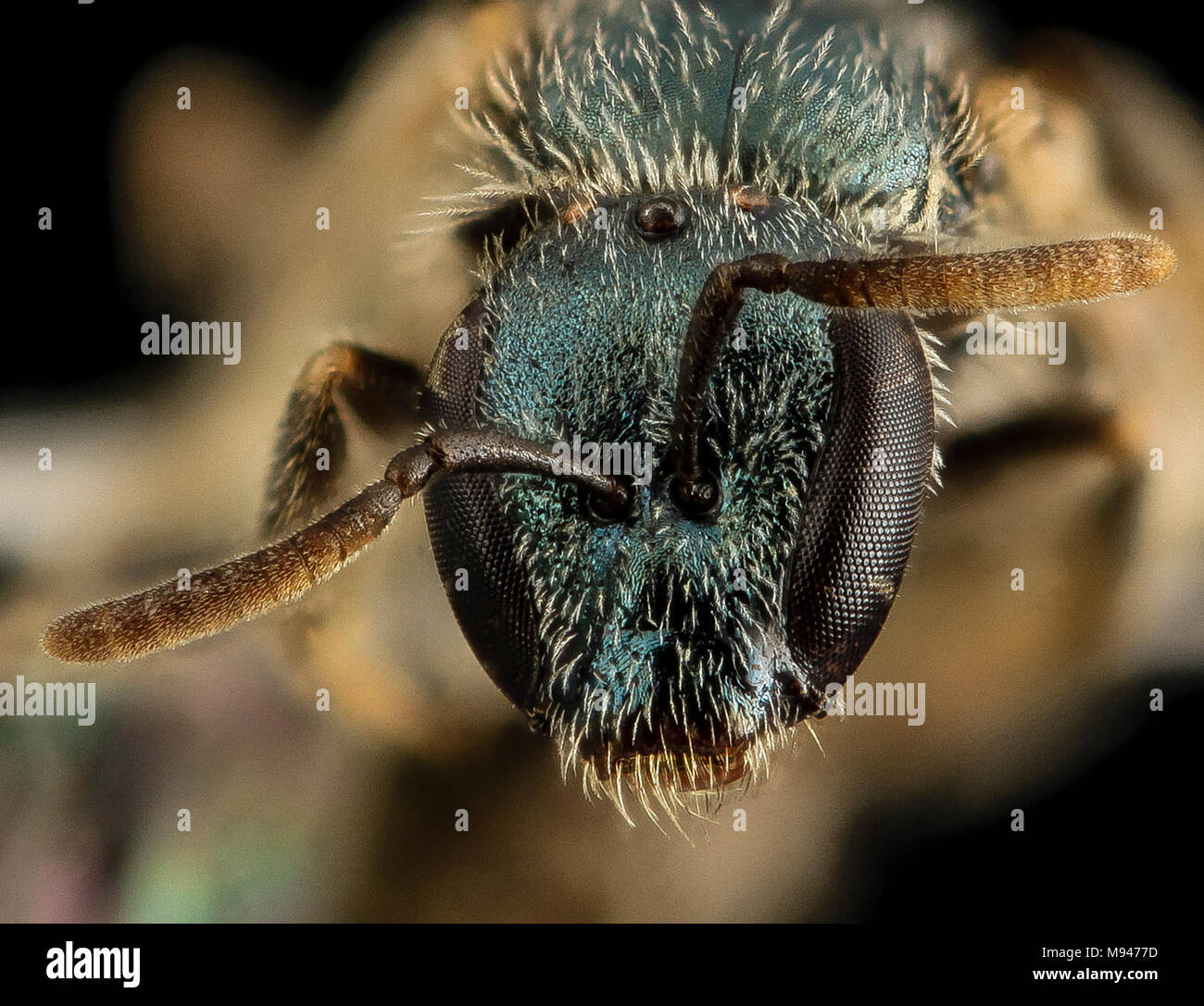 Longifrons hi-res stock photography and images - Alamy