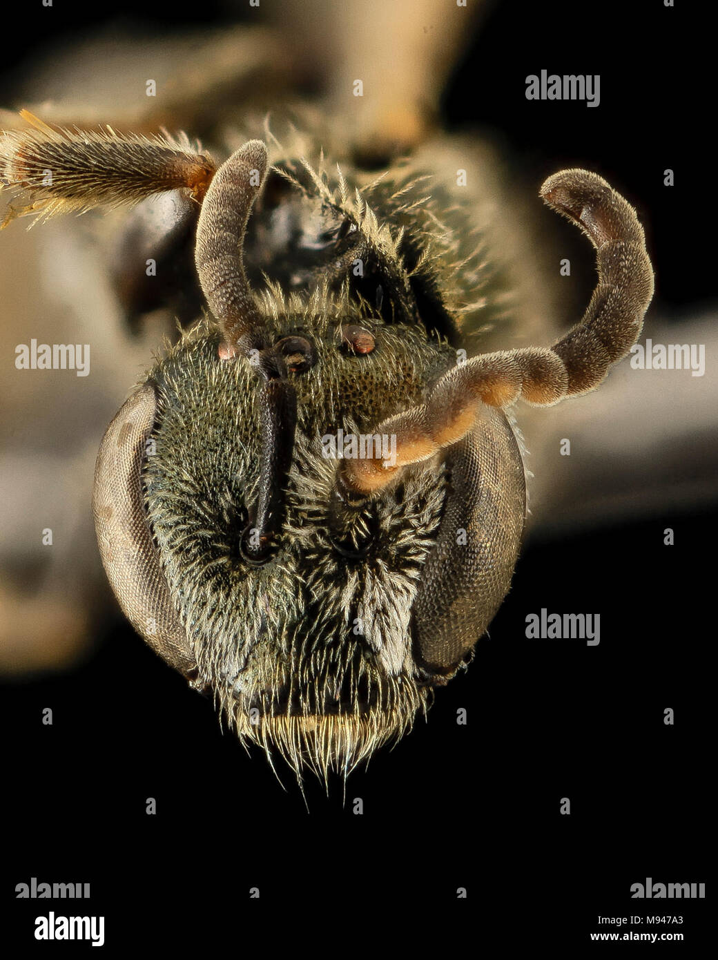 Gynandromorph, Lasioglossum hitchensi, Face, MD, St Mary's County Stock ...