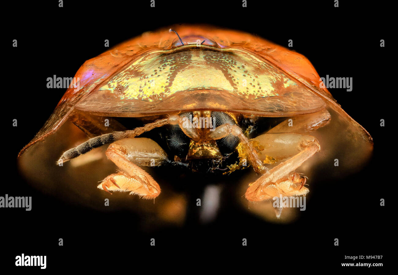 Tortoise beetle at their natural habitat hi-res stock photography and ...