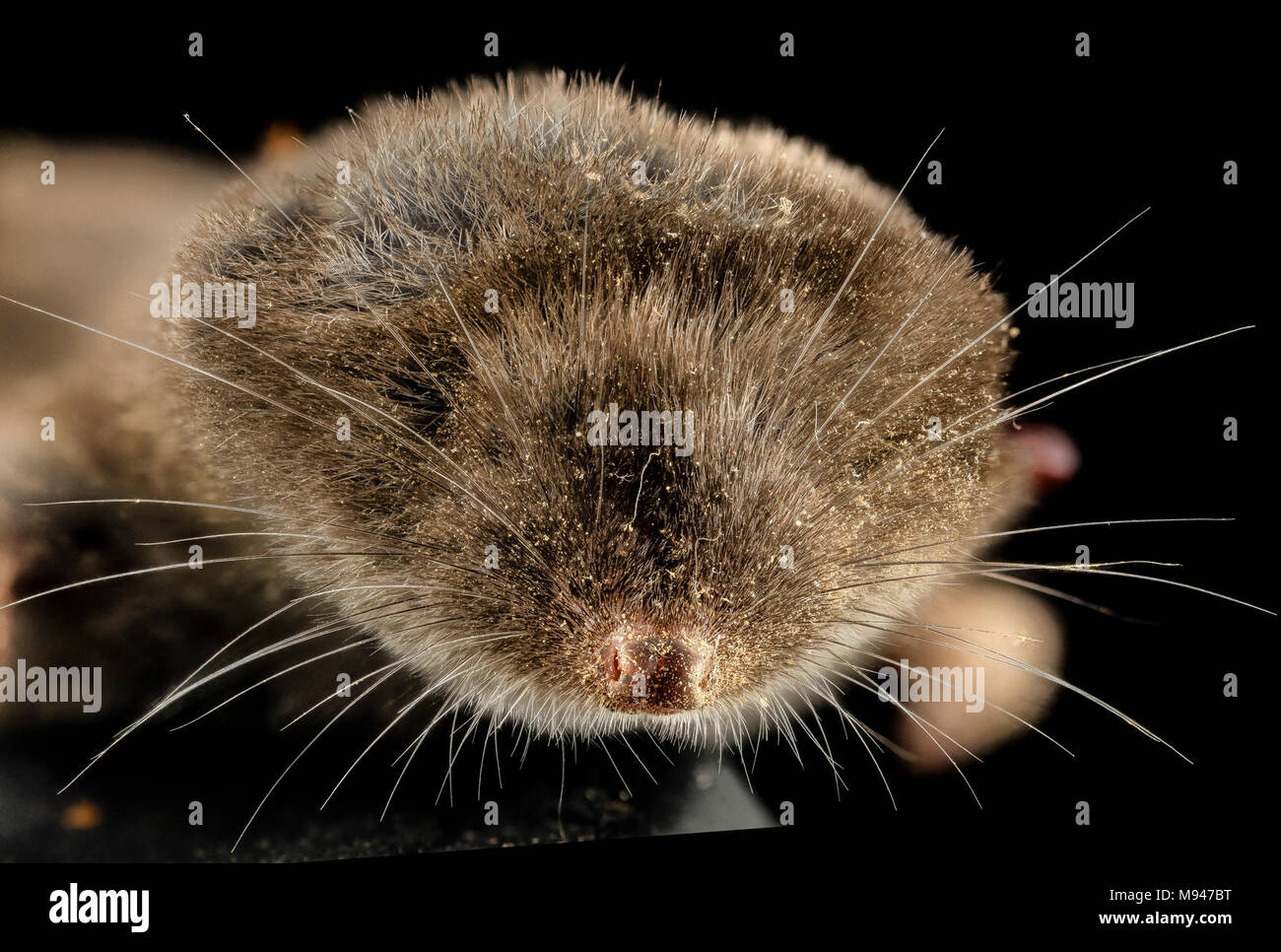 Short hi res hi-res stock photography and images - Alamy