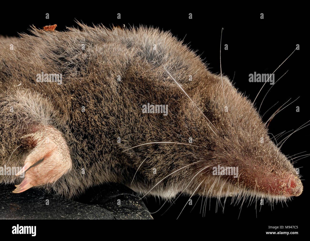 short tailed shrew, side face, md, upper marlboro Stock Photo - Alamy