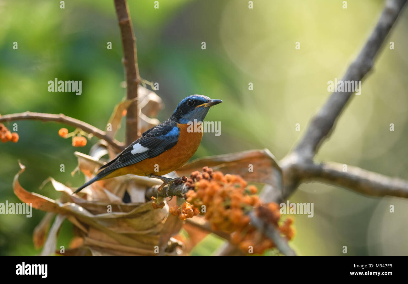 A Blue-capped rock thrush duet pecking on wild berries on a bright and ...