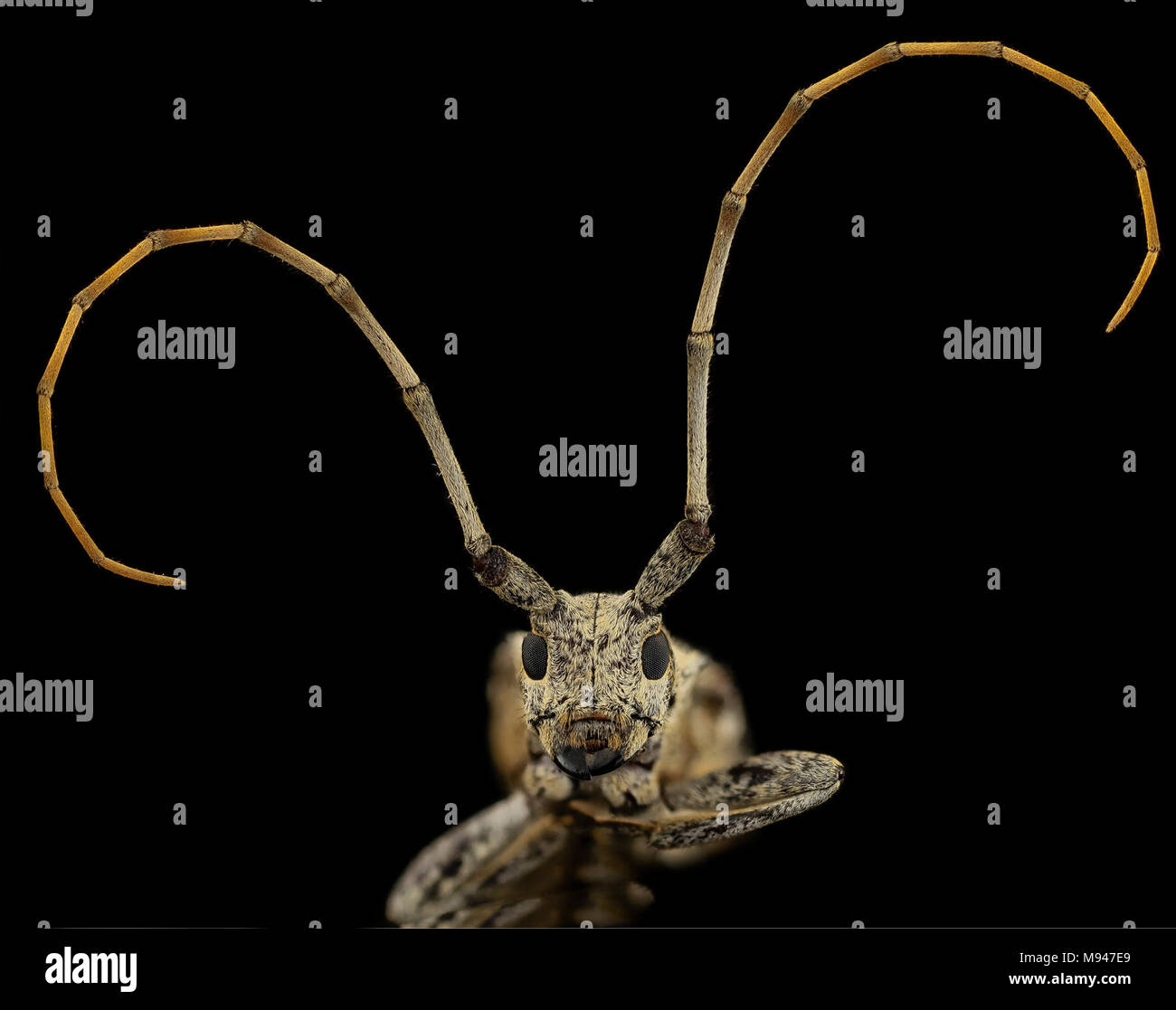 Cerambycid hi-res stock photography and images - Alamy