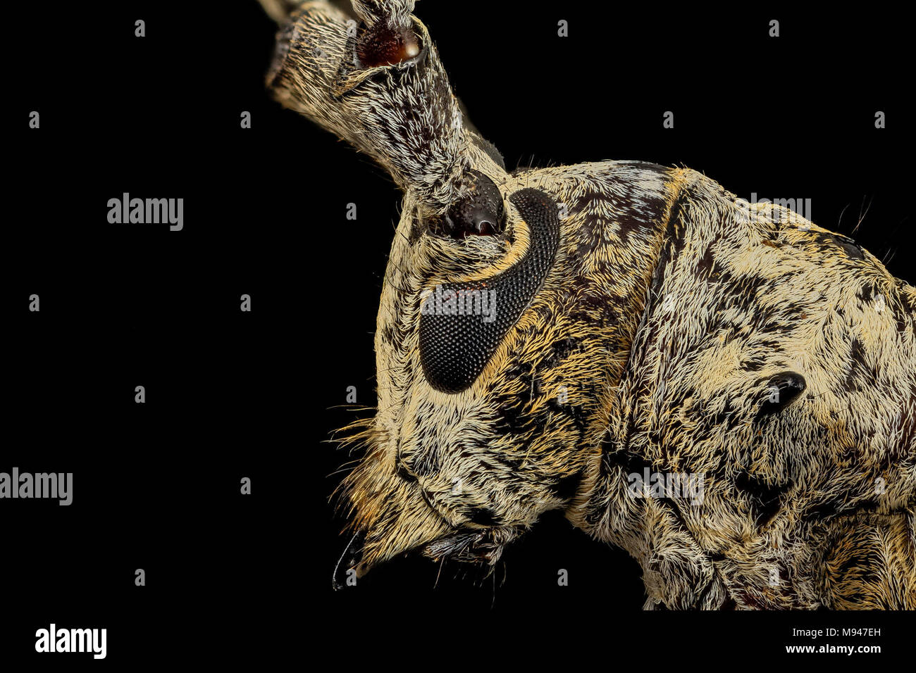 Cerambycid hi-res stock photography and images - Alamy