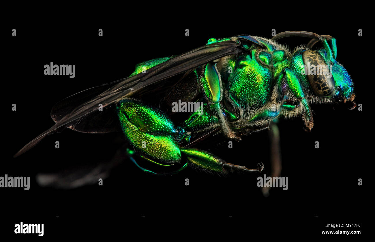 Exaerete frontalis, side, guyana Stock Photo - Alamy