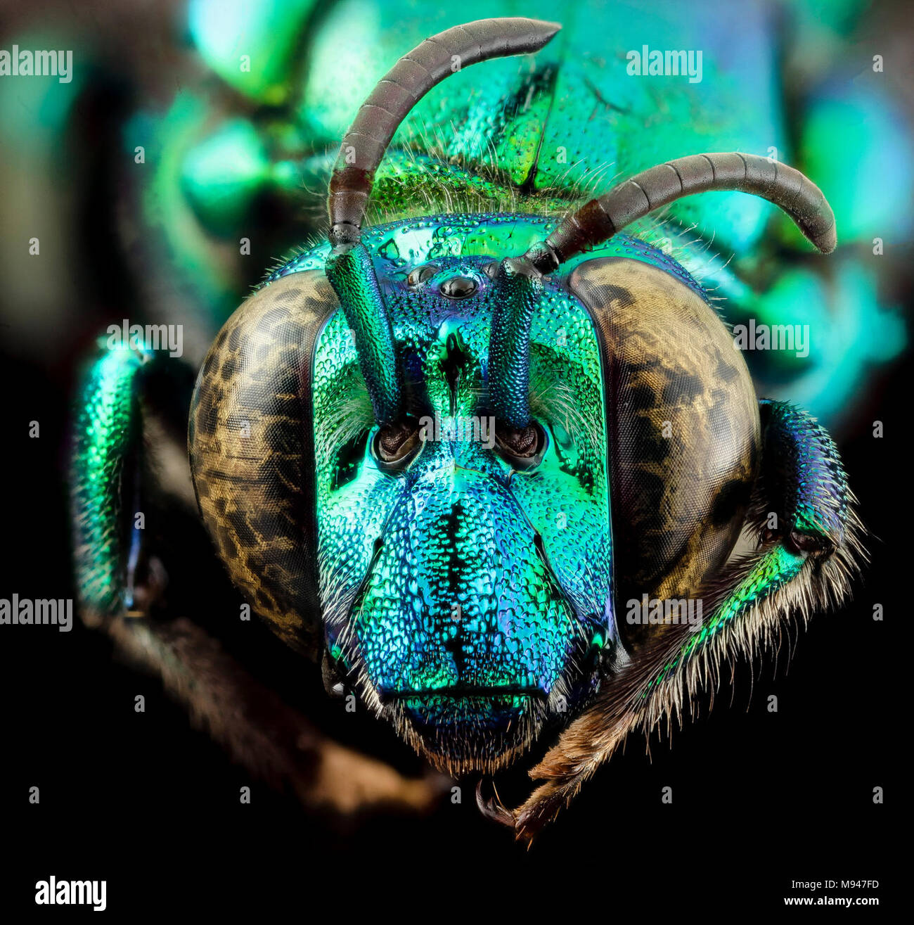 Exaerete frontalis, face, guyana Stock Photo - Alamy