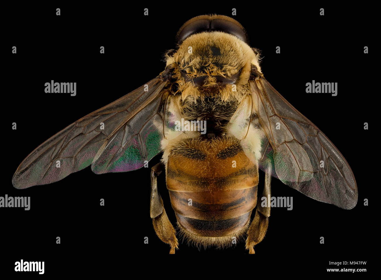 Honeybee drone bee male hi-res stock photography and images - Alamy