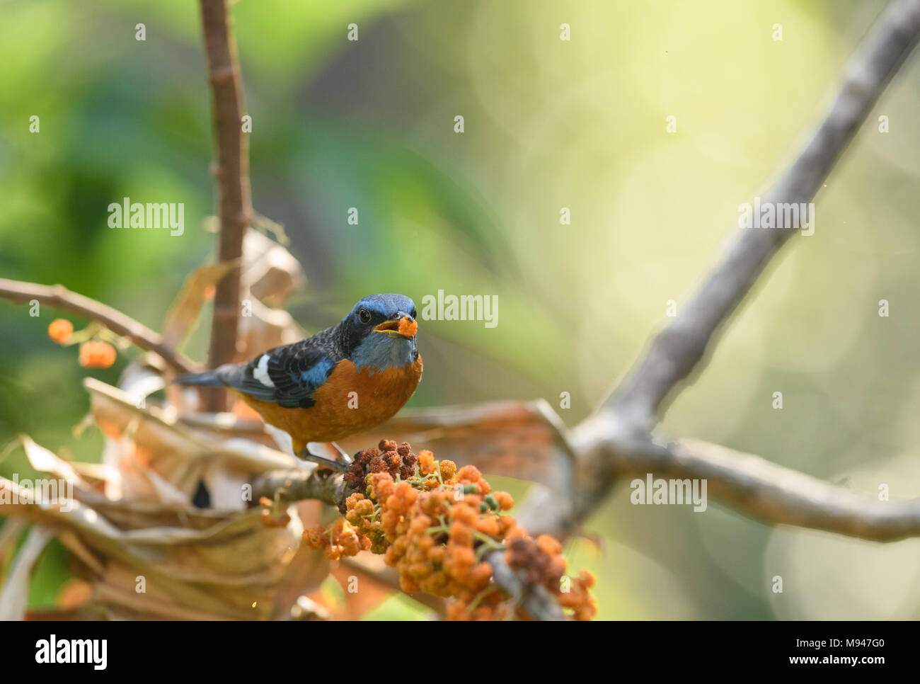 A Blue-capped rock thrush duet pecking on wild berries on a bright and ...