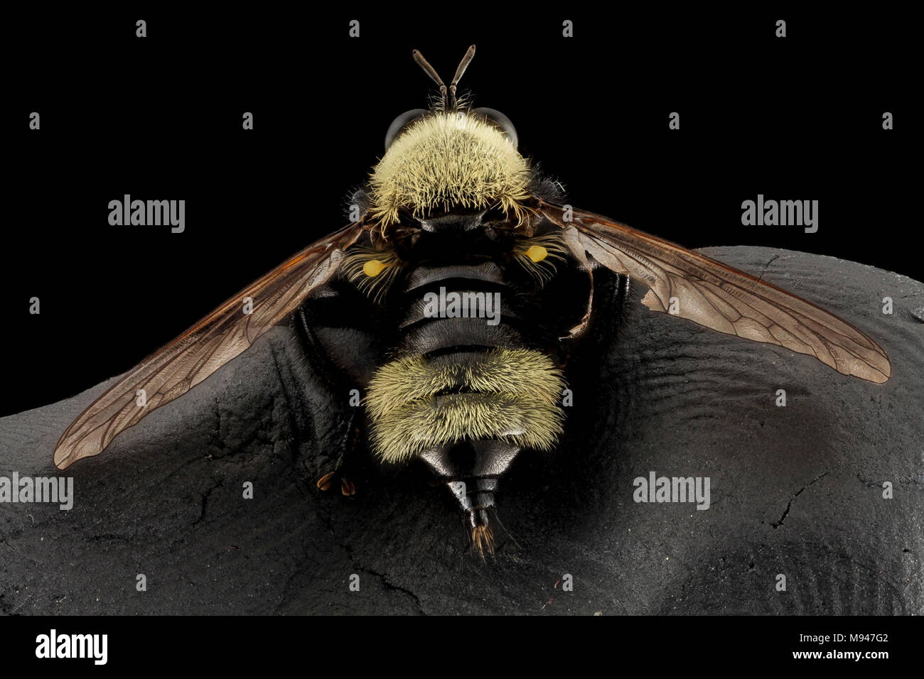 Mimic bees hi-res stock photography and images - Alamy