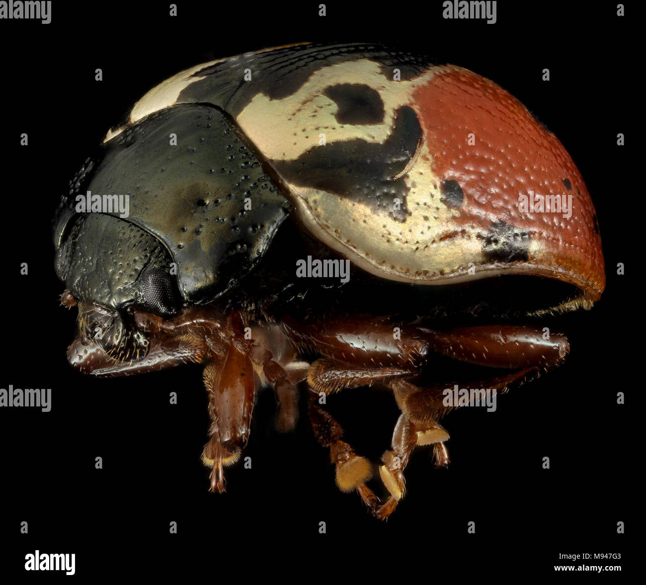 Calligrapha leaf beetle hi-res stock photography and images - Alamy