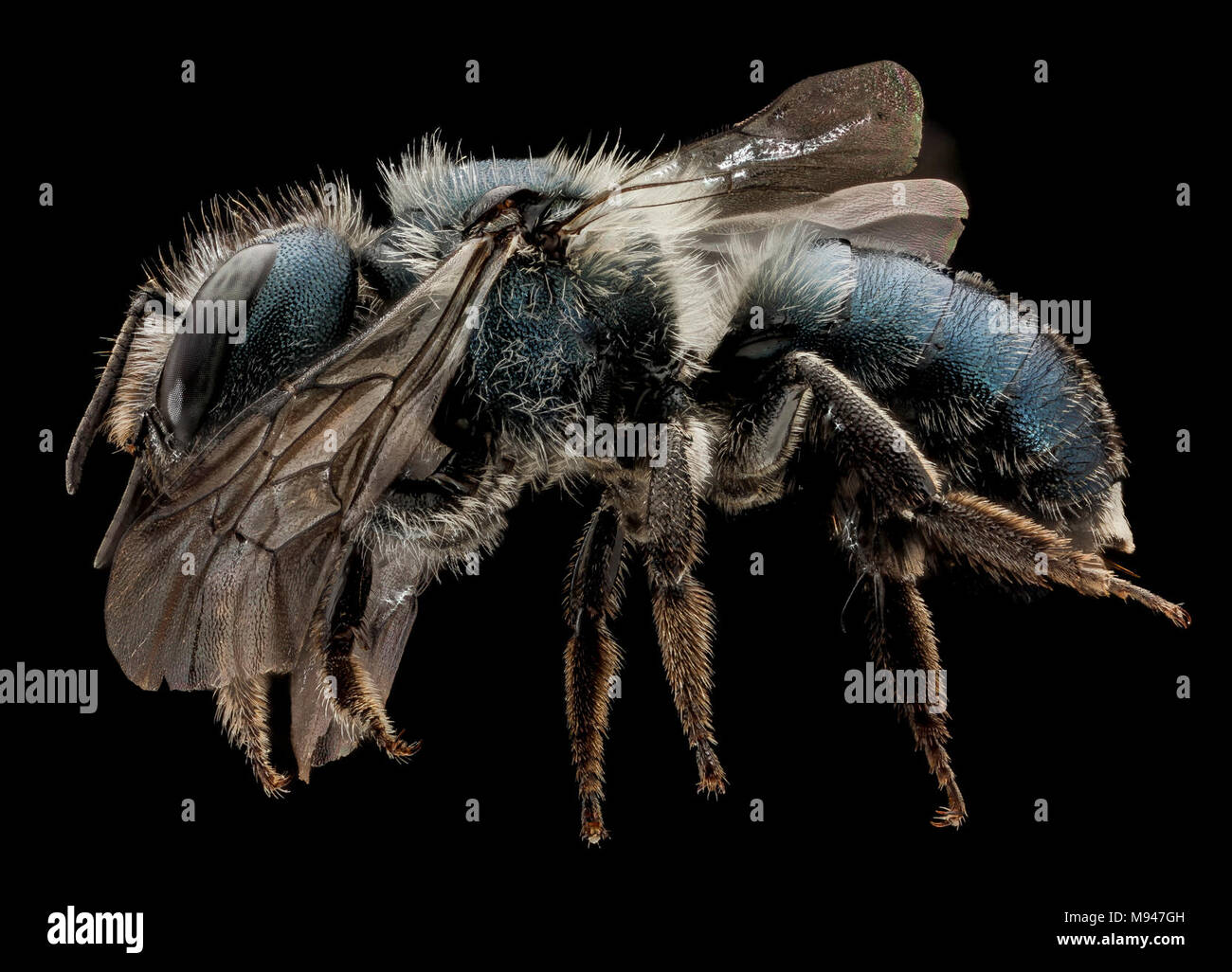 Osmia simillima hi-res stock photography and images - Alamy