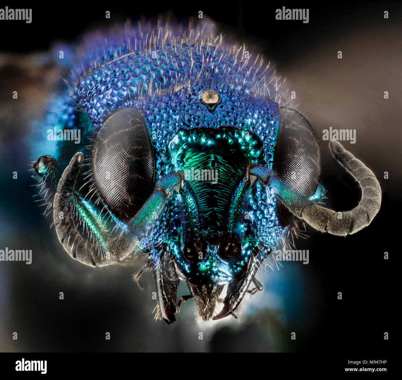 Chrysidid wasps hi-res stock photography and images - Alamy