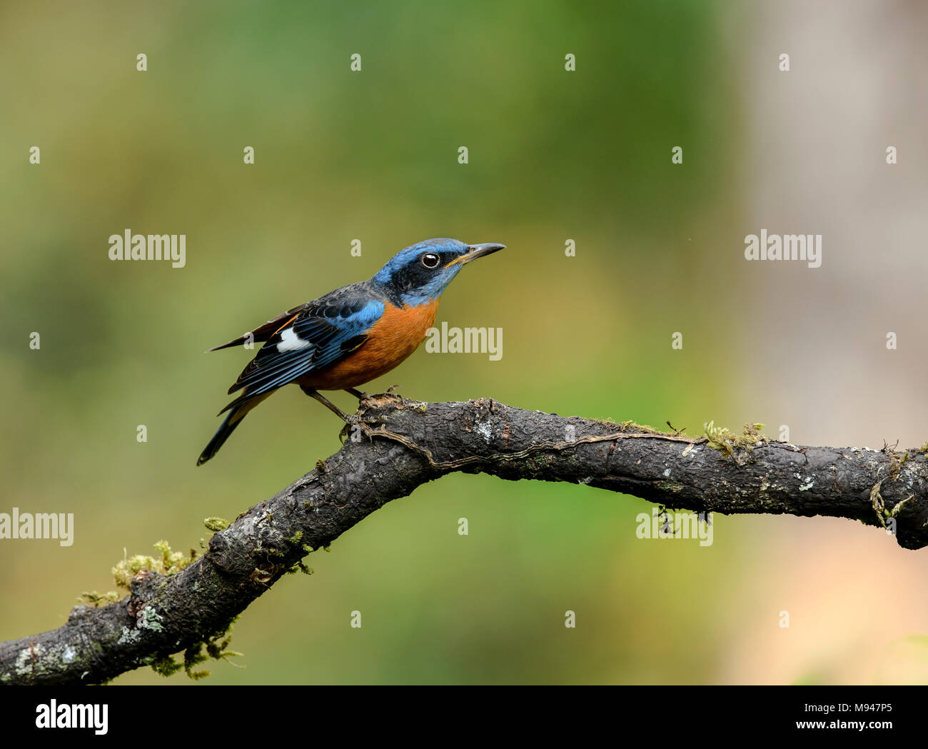 A Blue-capped rock thrush duet pecking on wild berries on a bright and ...