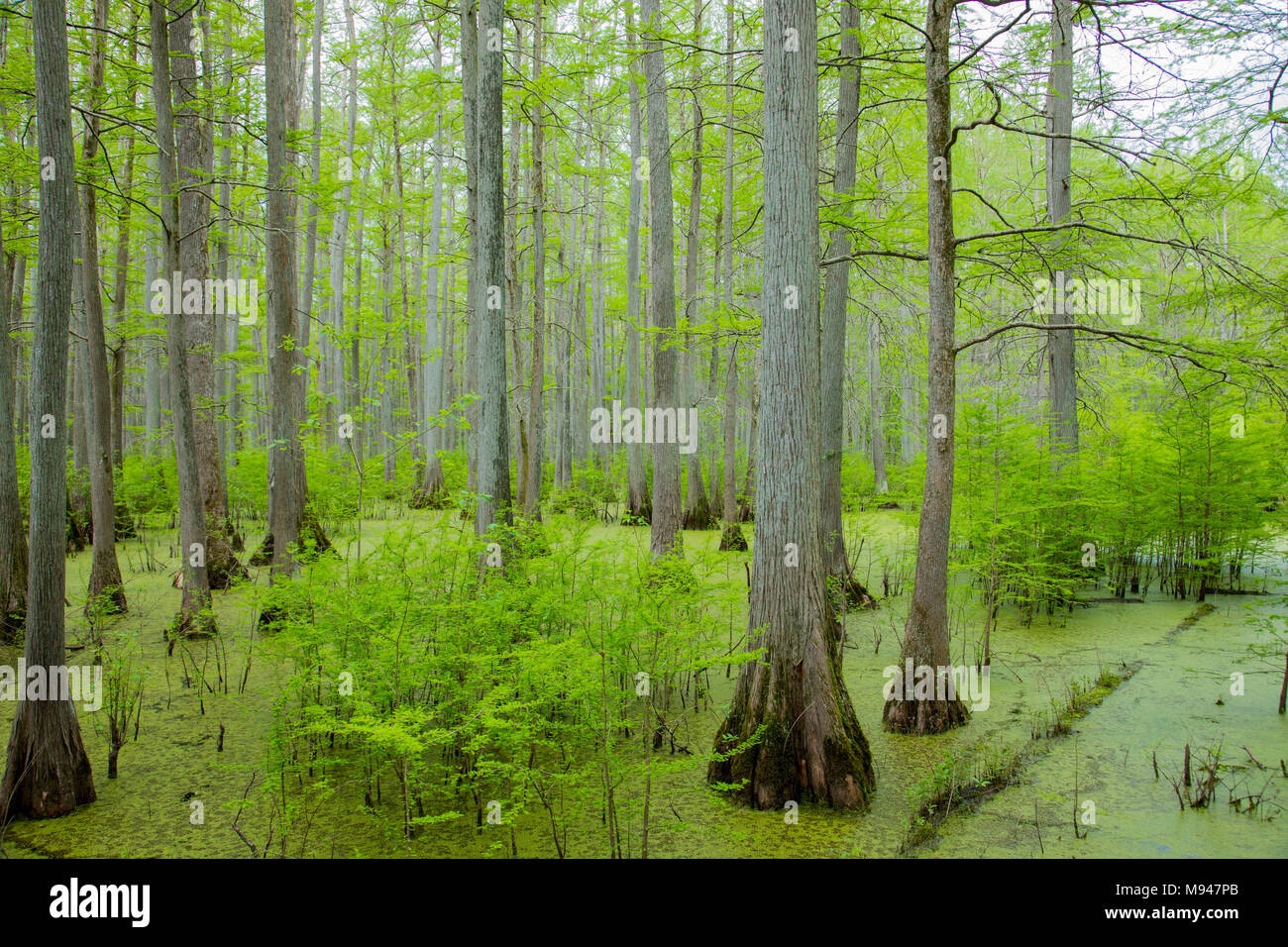 Bald Cypress Trees High Resolution Stock Photography and Images - Alamy