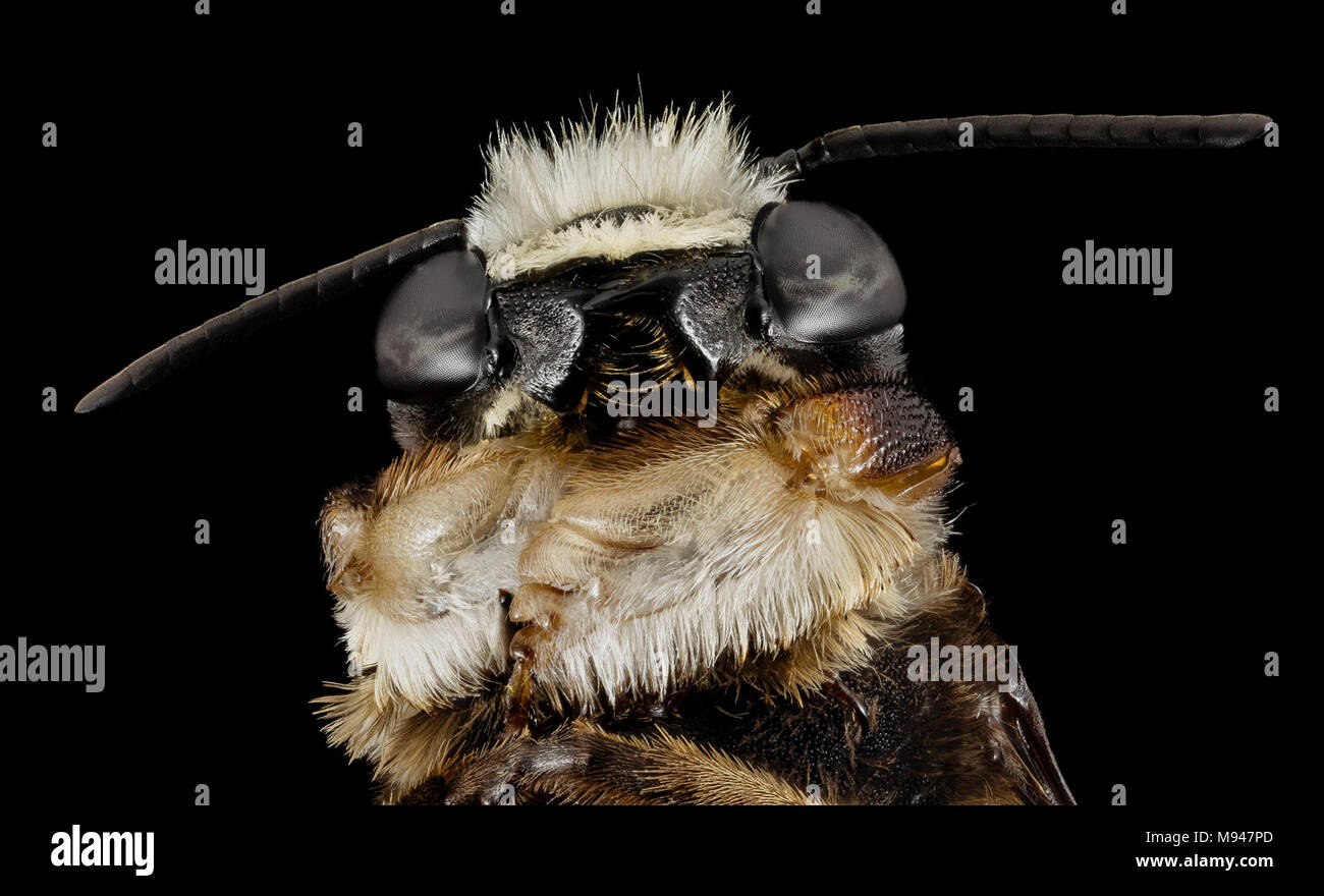 Xylocopoides hi-res stock photography and images - Alamy