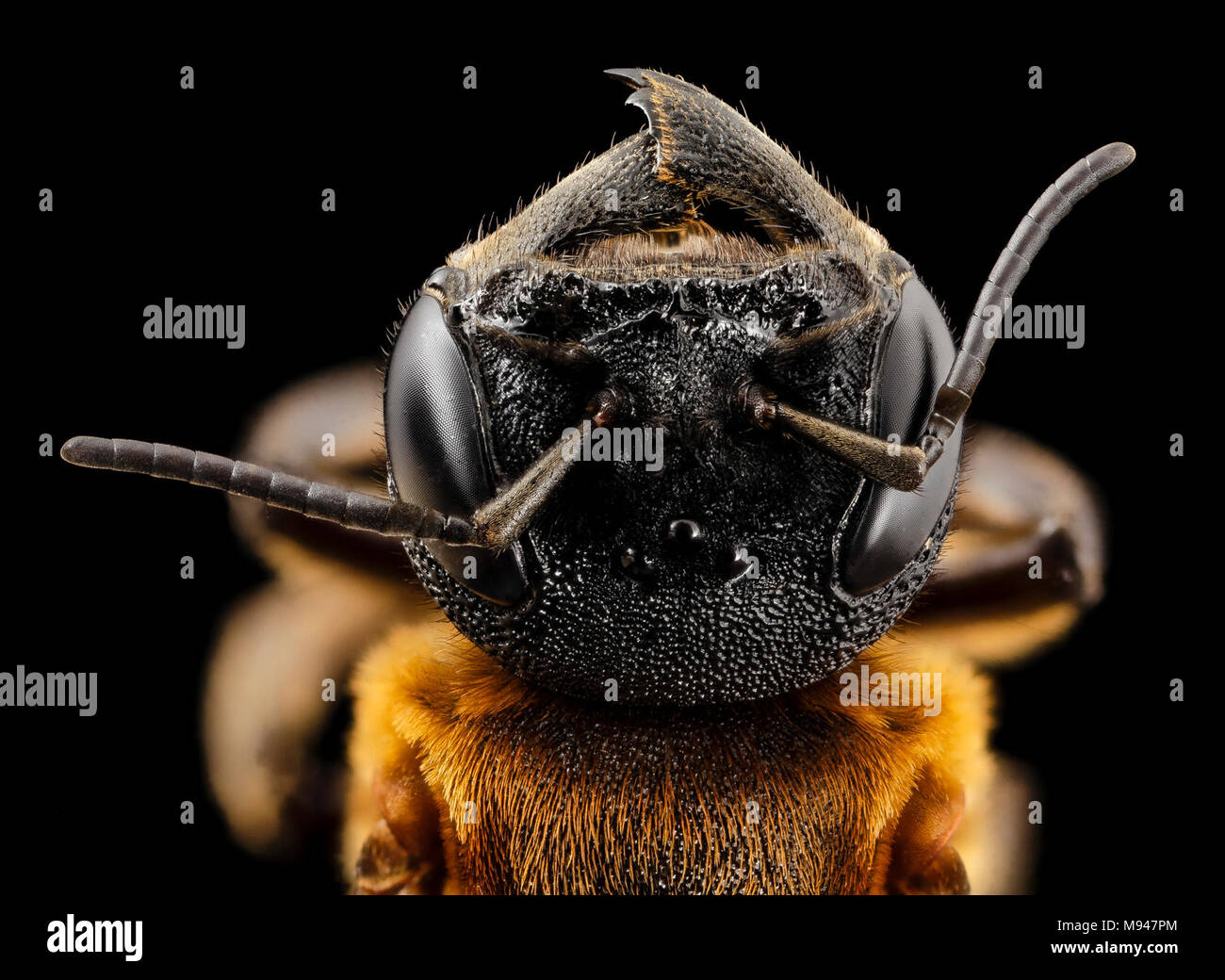 Native megachile species hi-res stock photography and images - Alamy