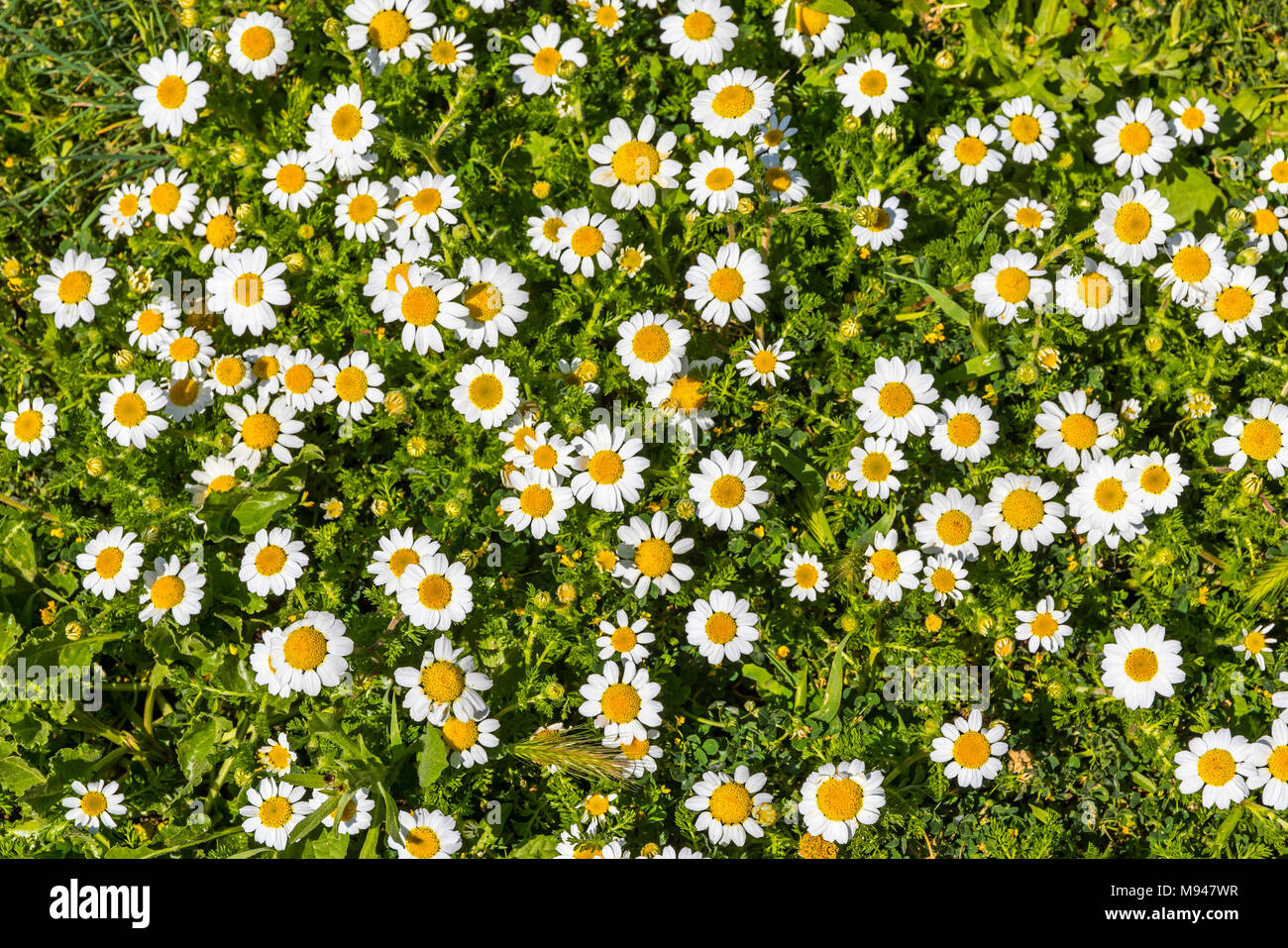 Matricaria perforata hi-res stock photography and images - Alamy