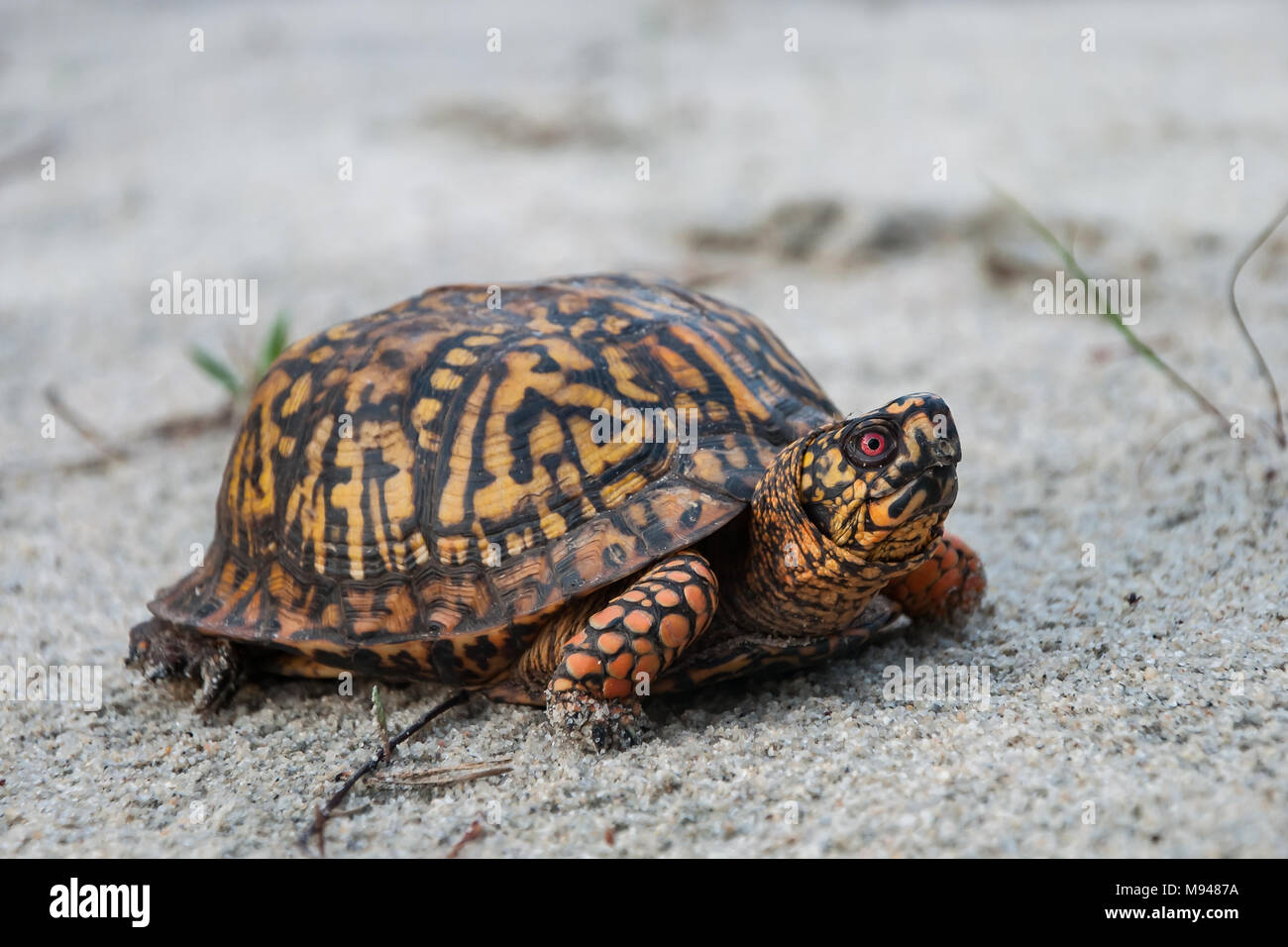 Eastern box turtle shell pattern hi-res stock photography and images ...