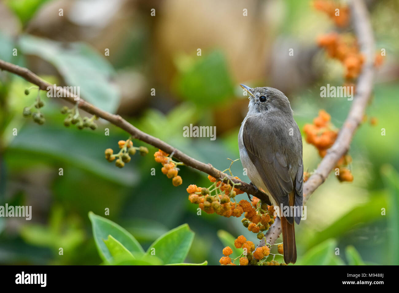 White breasted robin hi-res stock photography and images - Alamy