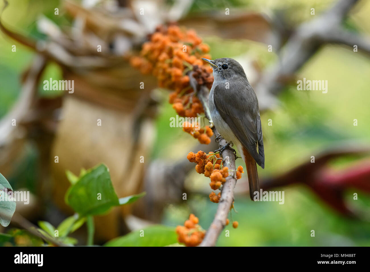 Rusty-tailed flycatcher pecking on wild berries on a bright and shiny ...