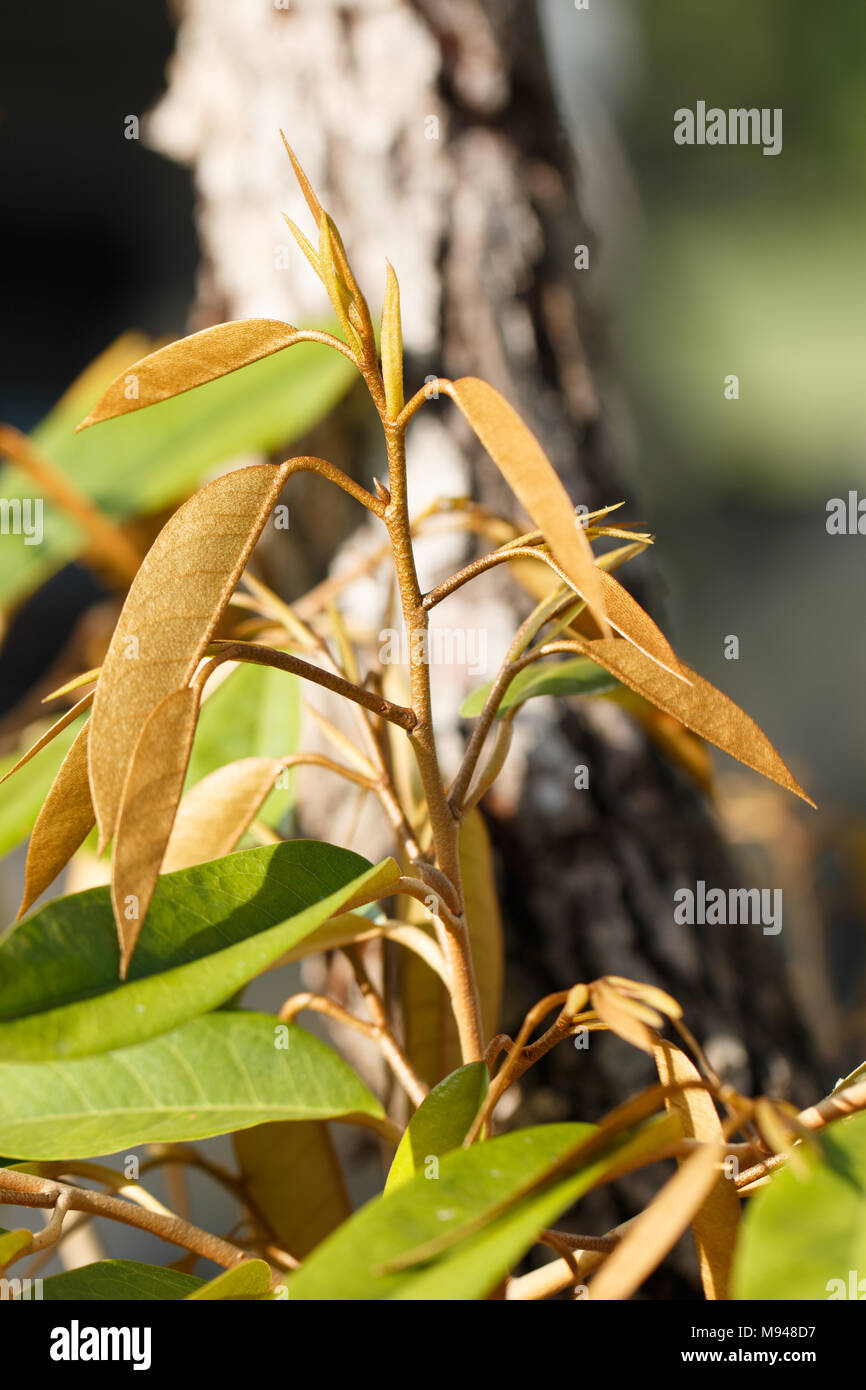 Durian Leaves High Resolution Stock Photography and Images - Alamy