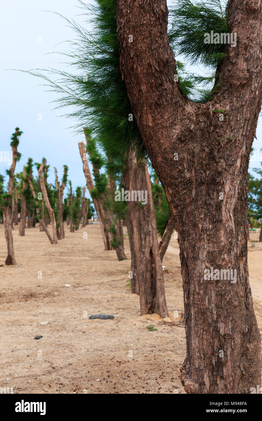 Pruned pine tree hi-res stock photography and images - Alamy