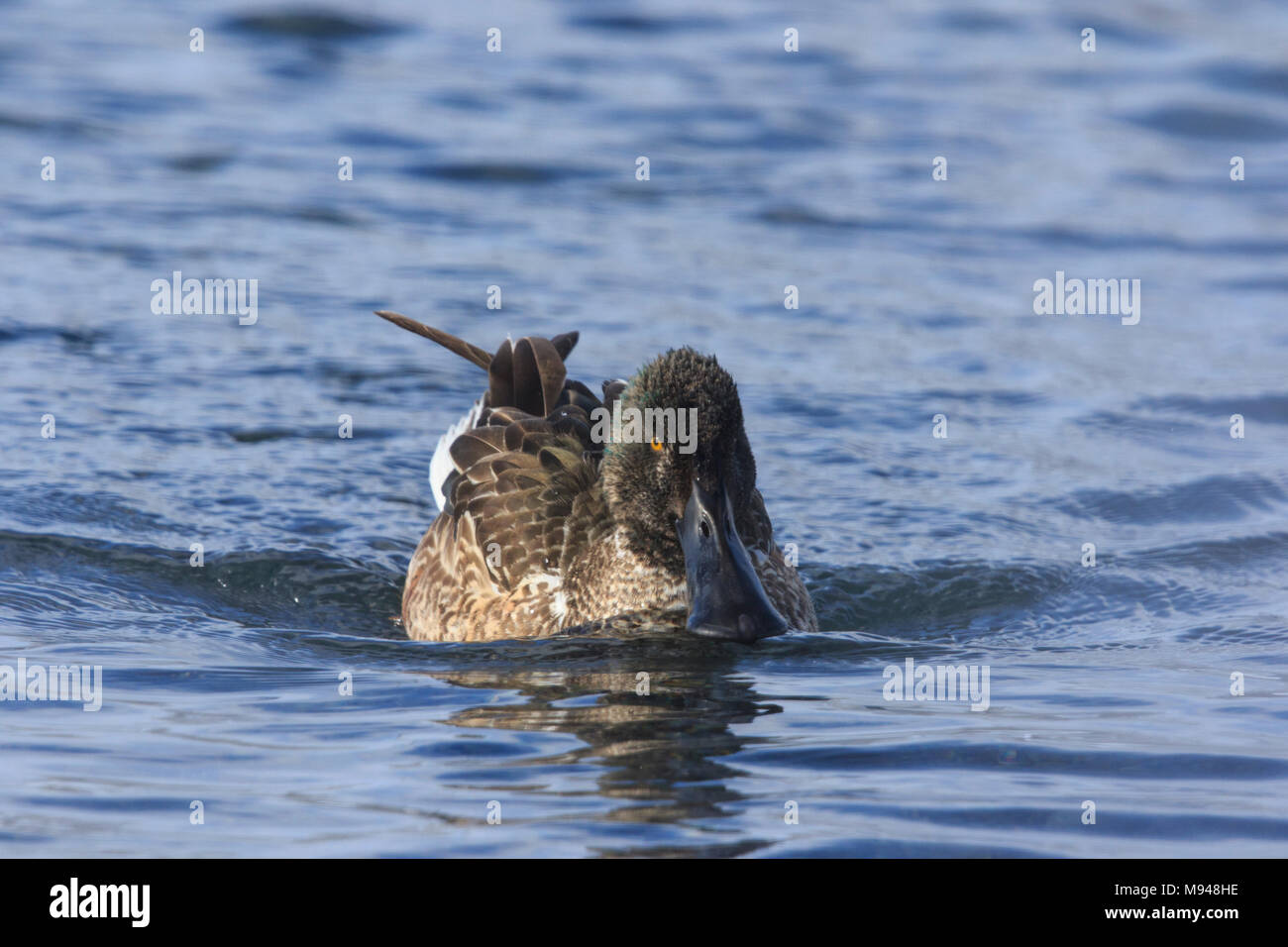 Female shoveler duck hi-res stock photography and images - Alamy