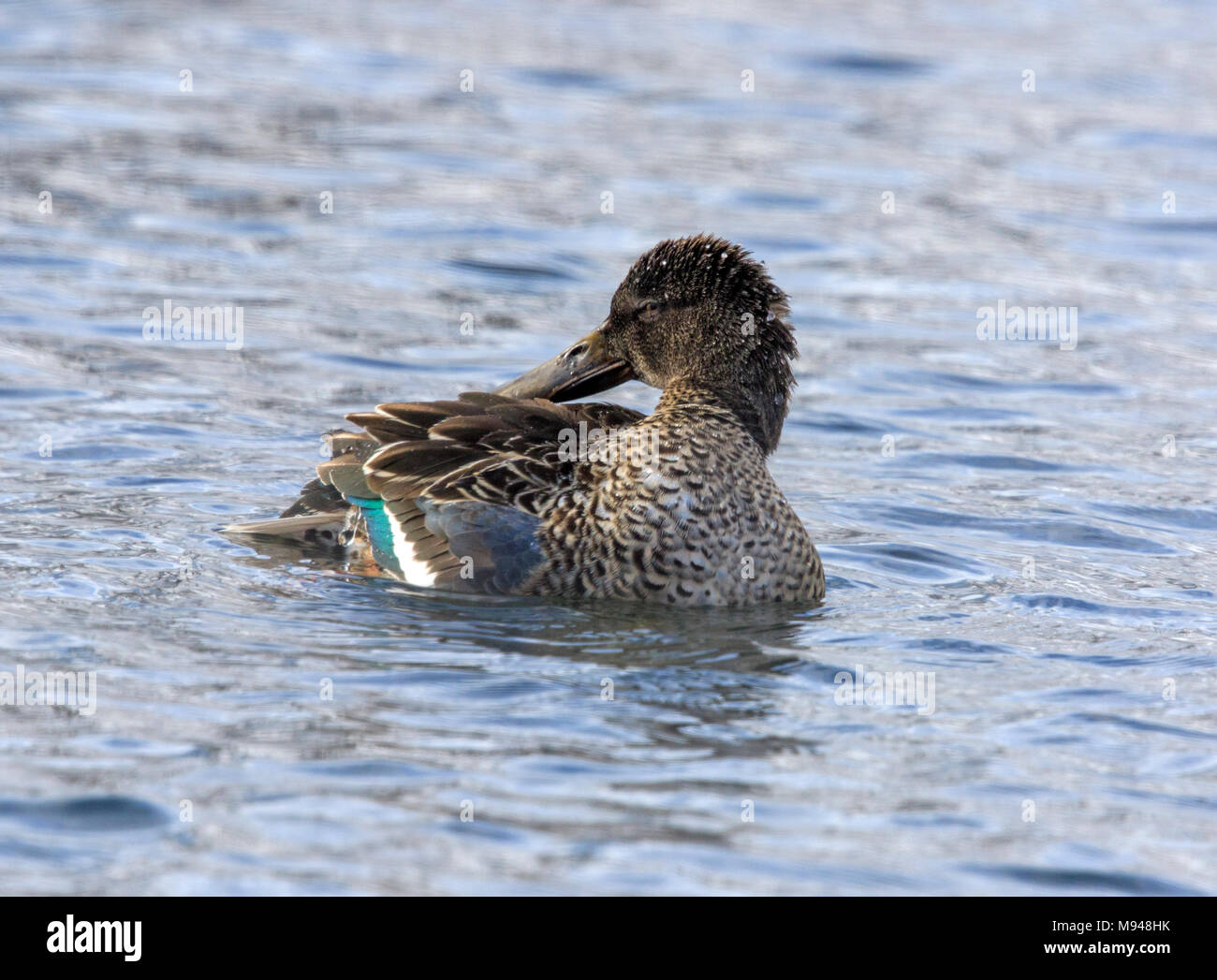 Female northern shoveler (Anas clypeata) swimming on water Stock Photo ...