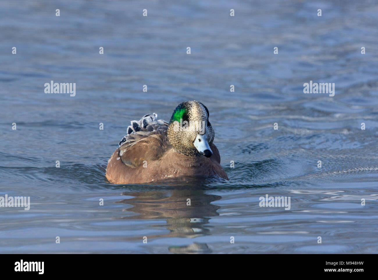 Male american wigeon duck hi-res stock photography and images - Alamy