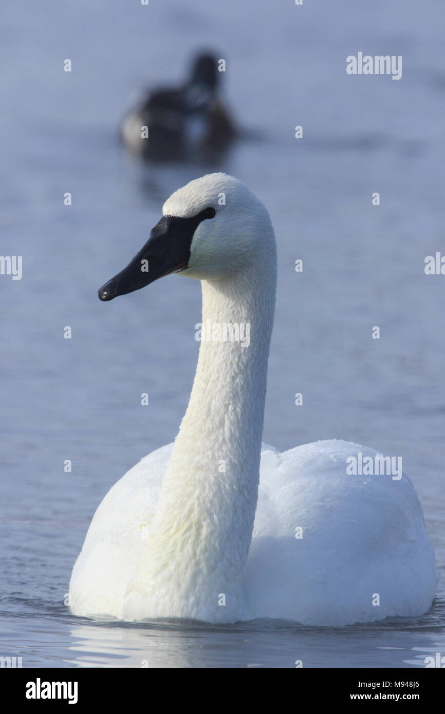 Tundra swan (Cygnus columbianus) swimming on water Stock Photo - Alamy