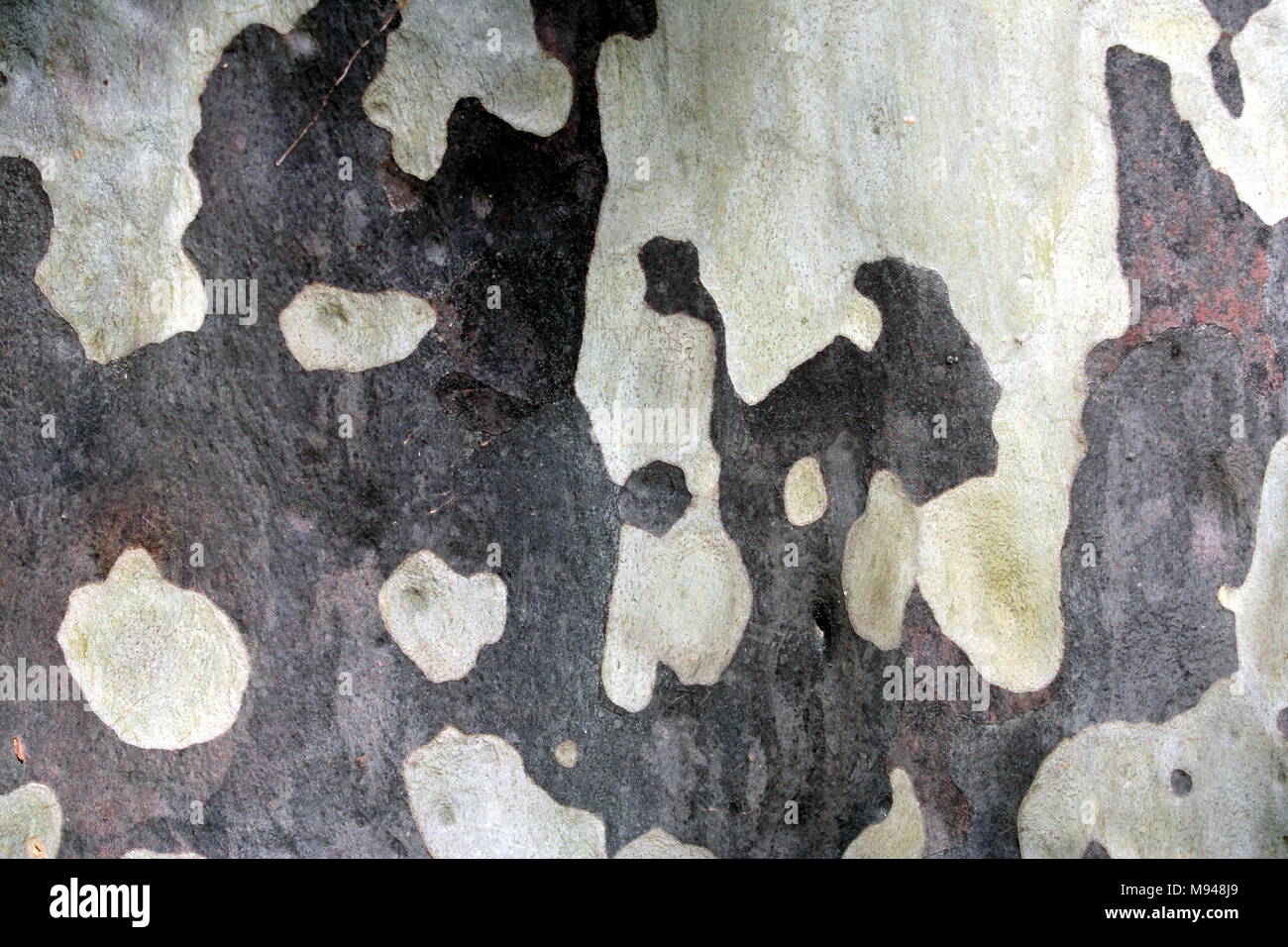 Tree Bark pattern Stock Photo - Alamy