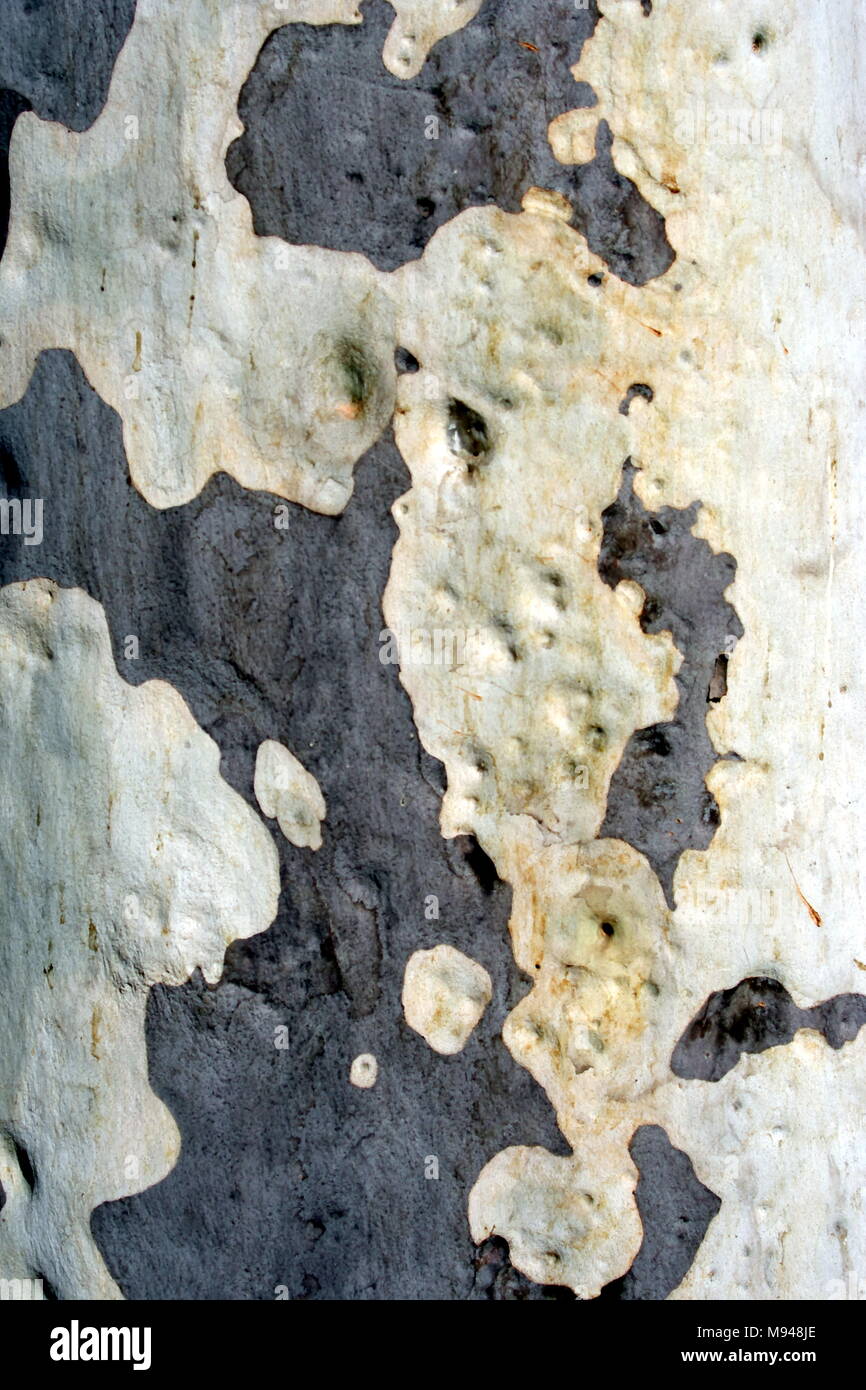 Tree Bark pattern vertical Stock Photo - Alamy