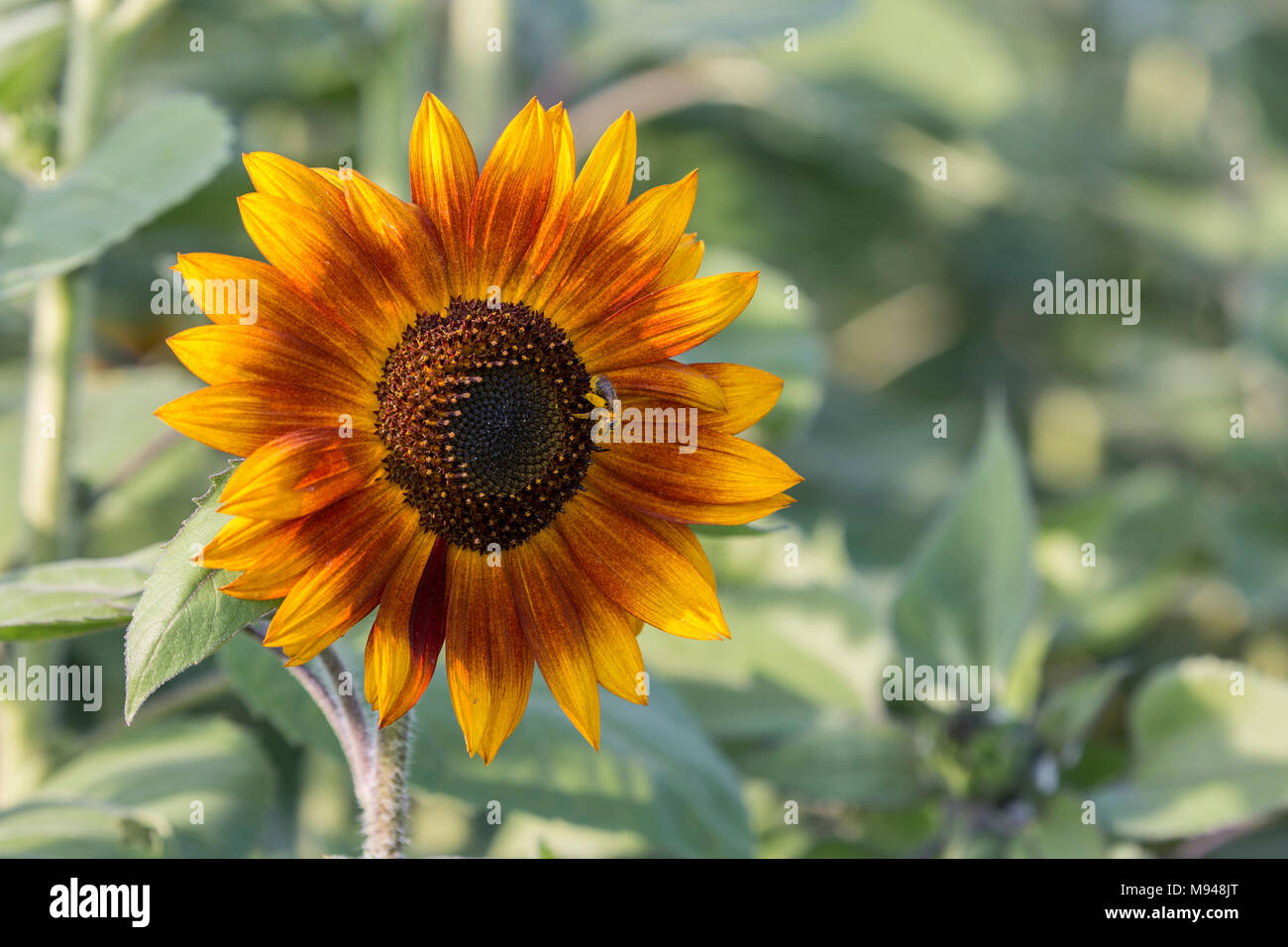 Hybrid sunflower hi-res stock photography and images - Alamy