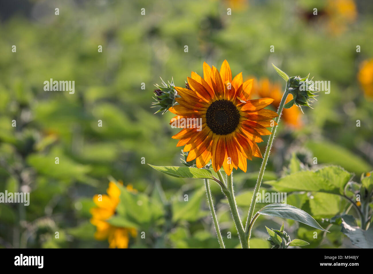 Hybrid sunflower hi-res stock photography and images - Alamy