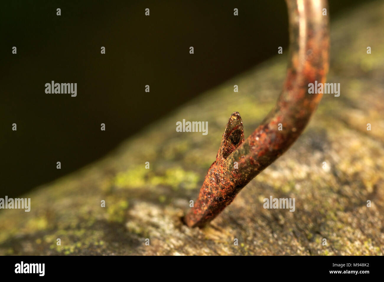 Fishhook fish hi-res stock photography and images - Alamy