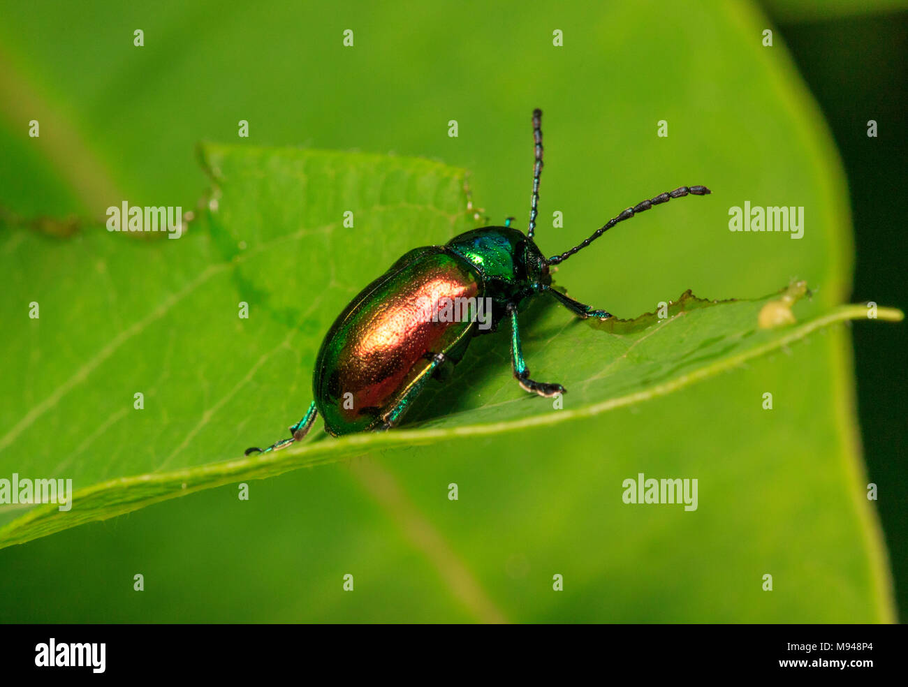 Dogbane Leaf Beetle Underside