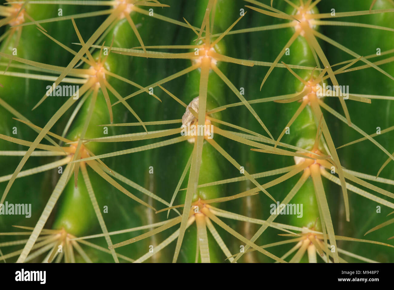 Cactus ribs hi-res stock photography and images - Alamy